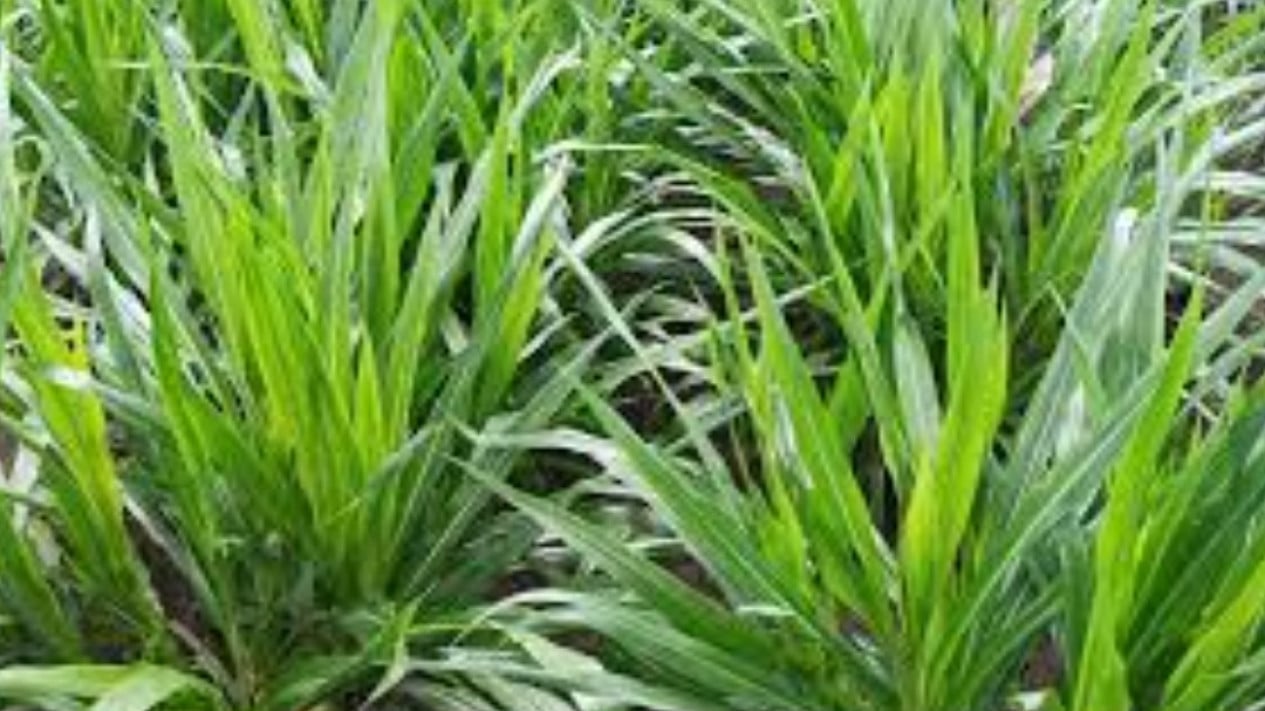 Foto Panduan Lengkap Budidaya Rumput Raja, Solusi Pakan Hijauan Sapi ...