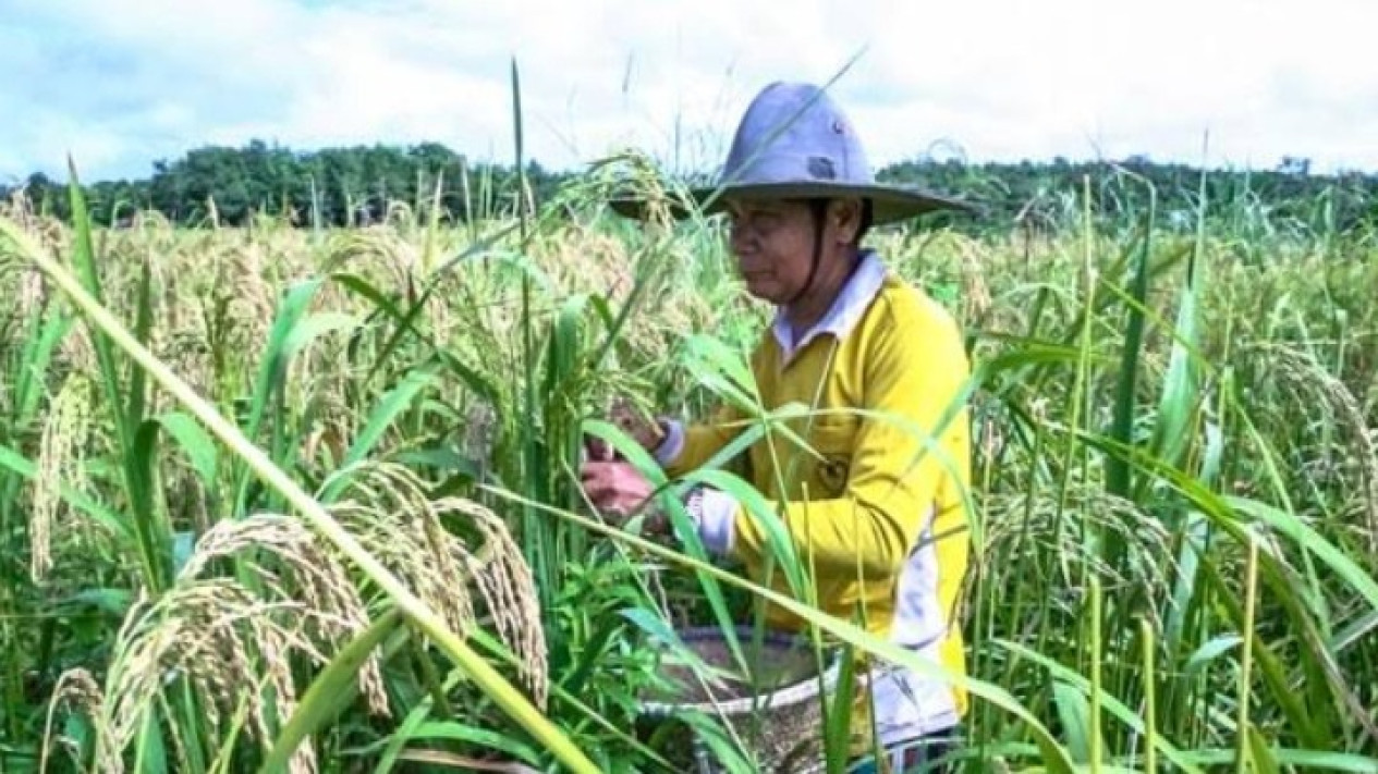 Foto Cegah Gagal Panen! Ini Cara Mengatasi Asem-aseman di Lahan Padi ...