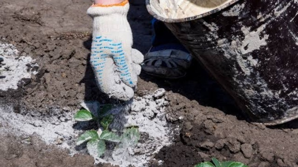Foto Inilah Cara Memanfaatkan Abu Kayu untuk Menyuburkan Tanaman di Rumah