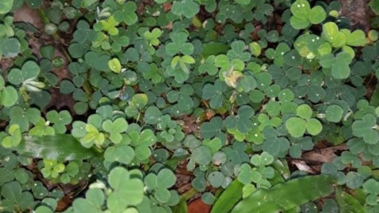 Foto Rumput Jarem: Tumbuhan Liar Kaya Manfaat untuk Kesehatan Tubuh