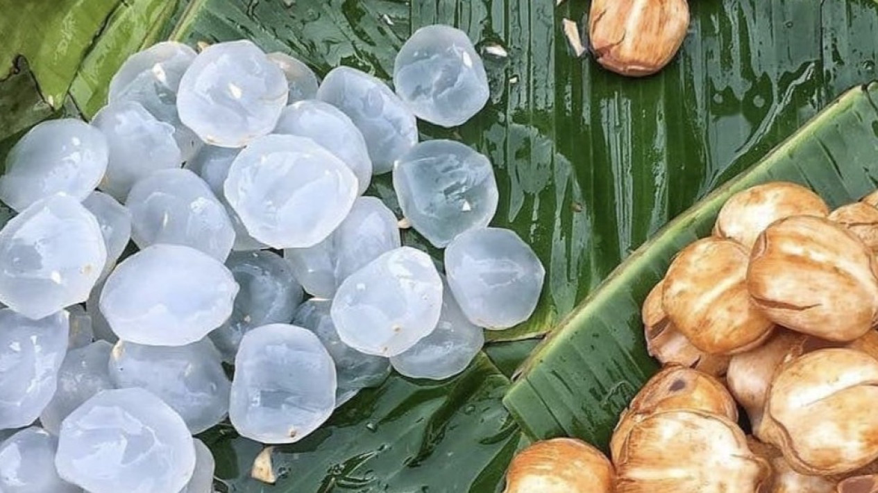 Buah Lontar Adalah
