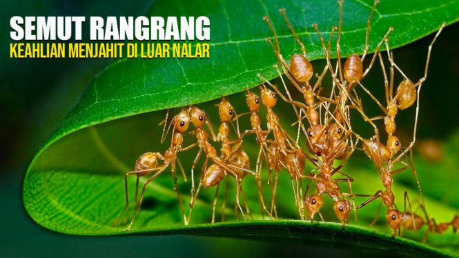 Kamu Nggak Akan Percaya! Begini Cara Semut Rangrang Bangun Sarang Pakai ...