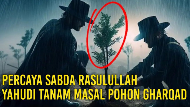 Mengapa Yahudi Israel Gencar Menanam Pohon Gharqad di Tanah Palestina ...