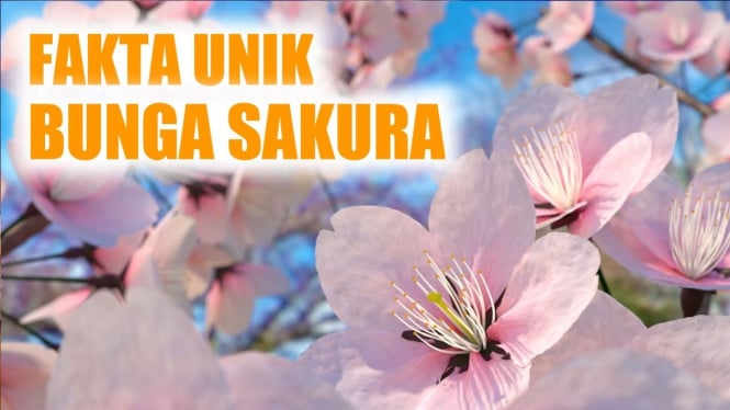 Fakta Unik Bunga Sakura yang Jarang Diketahui Banyak Orang! Bukan Hanya Ada di Jepang?