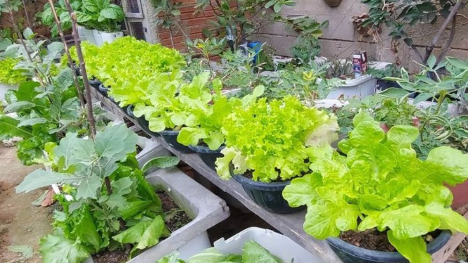 Tips Menanam Sayuran Hidroponik di Rumah dengan Cara Paling Simpel ...