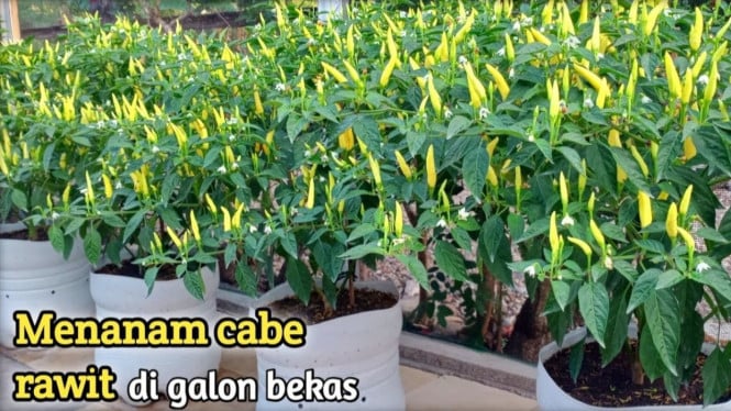 Cara Menanam Cabe Rawit di Galon Bekas Biar Banyak Buah dan Cepat Panen