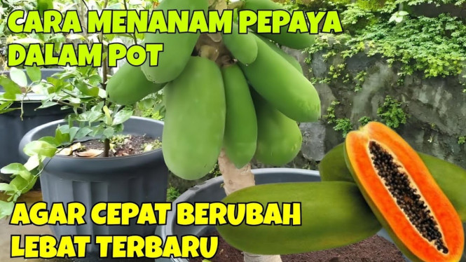 Cara Mudah Menanam Pepaya dalam Pot Pekarangan Rumah dan Berbuah Lebat