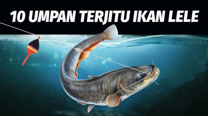 10 Umpan Jitu Bikin Ikan Lele Ketagihan, Nomor 9 Paling Ampuh dan ...