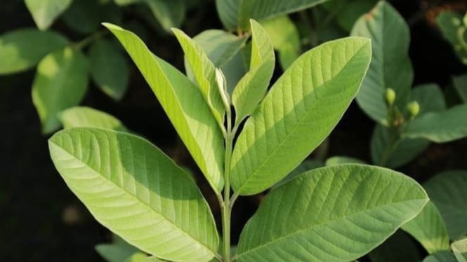 Daun Jambu Biji Ternyata Bisa Obati Diare, Ini Cara Pakainya yang Benar!