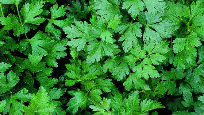 Beberapa Manfaat Daun Parsley Untuk Kesehatan Tubuh Yang Jarang Diketahui