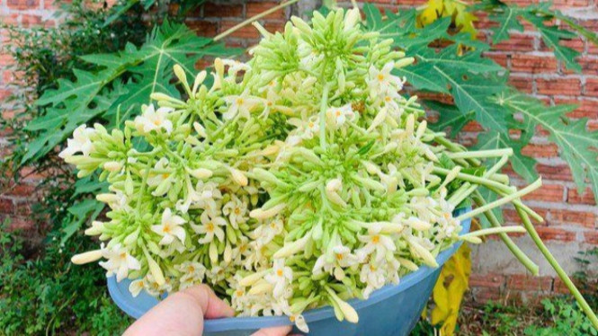 Pahit Tapi Bikin Sehat! Ini 6 Manfaat Bunga Pepaya yang Jarang Diketahui