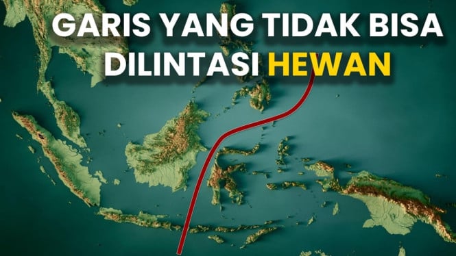 Garis Wallace Membelah Indonesia Jadi Dua Dunia Fauna Berbeda Hanya 30 Km!