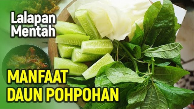 Daun Pohpohan Bukan Sekadar Lalapan, Ini Tujuh Khasiatnya!