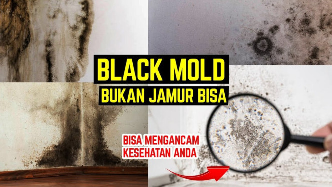 Tembok Berjamur di Rumah, Waspadai 5 Bahaya Black Mold Bagi Kesehatan