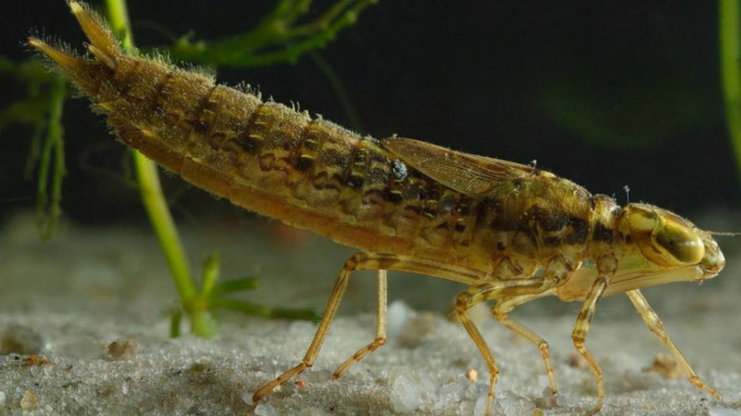 Nimfa Capung Hidup 5 Tahun di Air Jadi Predator Ganas, Metamorfosis ...