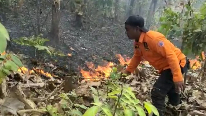 6 Hektar Lahan Hutan Jati Di Mojokerto Terbakar Diduga Sengaja Dibakar