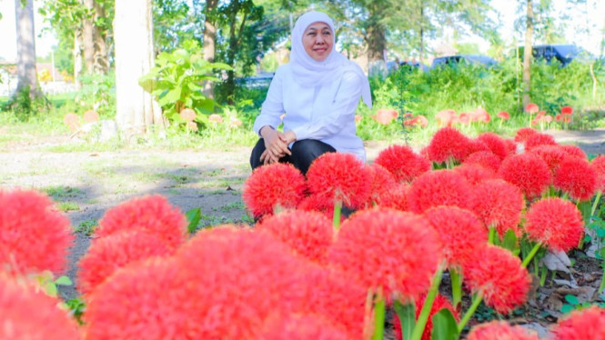 Bunga Desember, Merah Merekah Bikin Terpukau Gubernur Khofifah