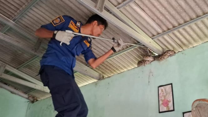 Kucing Gaduh Bongkar Keberadaan Ular Piton di Gresik, Petugas Damkar ...
