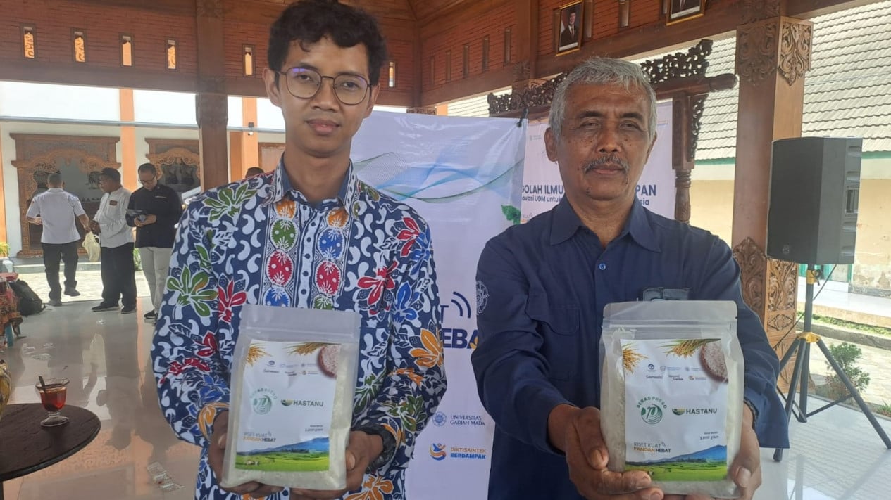 Foto Mengenal Padi Unggul Buatan UGM Gamagora 7 Yang Diklaim Bisa ...
