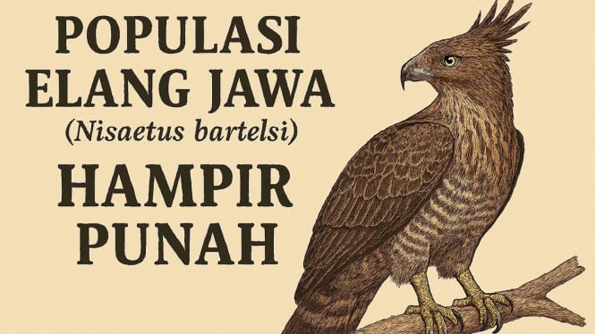 Populasi Elang Jawa Terancam Punah, Dosen UGM Desak Upaya Konservasi ...