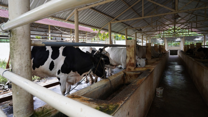 FKH UGM Terima Bantuan 40 Sapi untuk Kembangkan Veterinary Teaching Farm