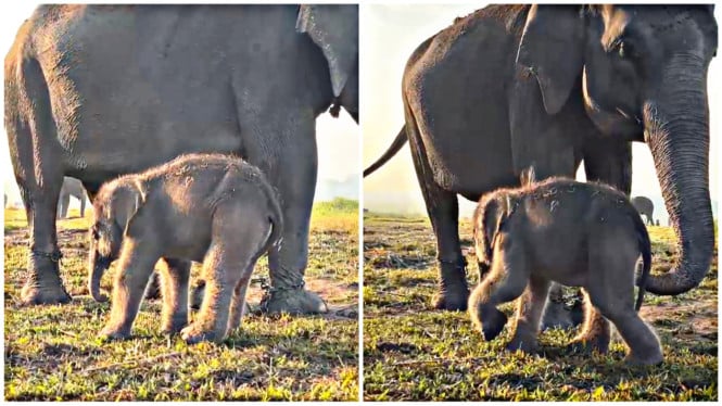 Bayi Gajah Lahir di Way Kambas, Jadi Kado Manis HUT ke-80 RI