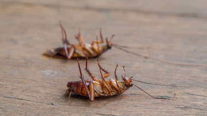 Kecoa Kecil di Rumah Bikin Risih? Begini Cara Cepat Membasminya Biar ...