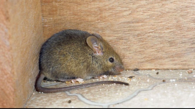 7 Tips Sederhana Agar Tikus Tidak Masuk Rumah Lagi