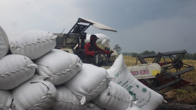 Harga Gabah di Jombang Stabil di Atas HPP saat Panen Raya Padi 2025