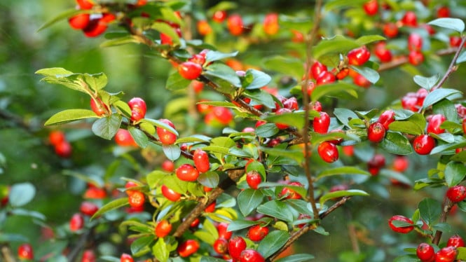 Seperti Ini Fakta Nutrisi dan Kandungan yang Ada di dalam Goji Berry