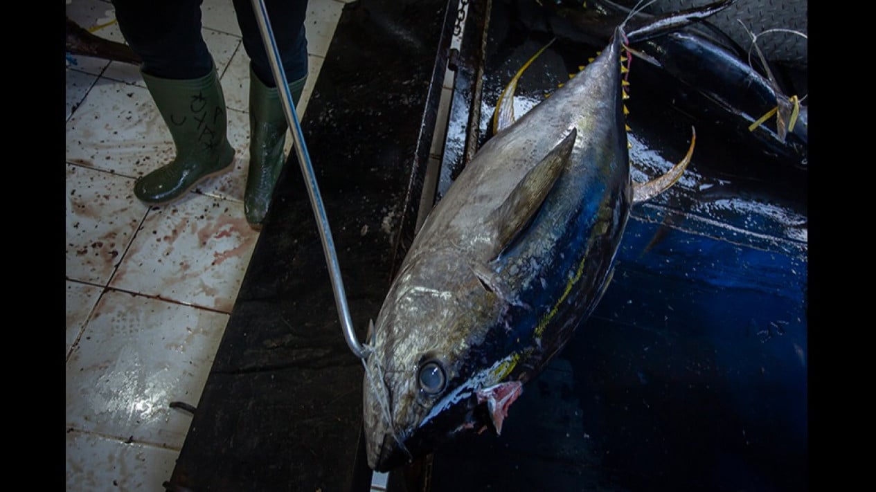 Foto Foto Hasil Tangkapan Ikan Tuna Sirip Kuning di Perairan Sumatera Barat
