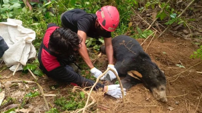 BKSDA Sumbar Evakuasi Beruang Madu Terkena Jerat Babi di Pasaman
