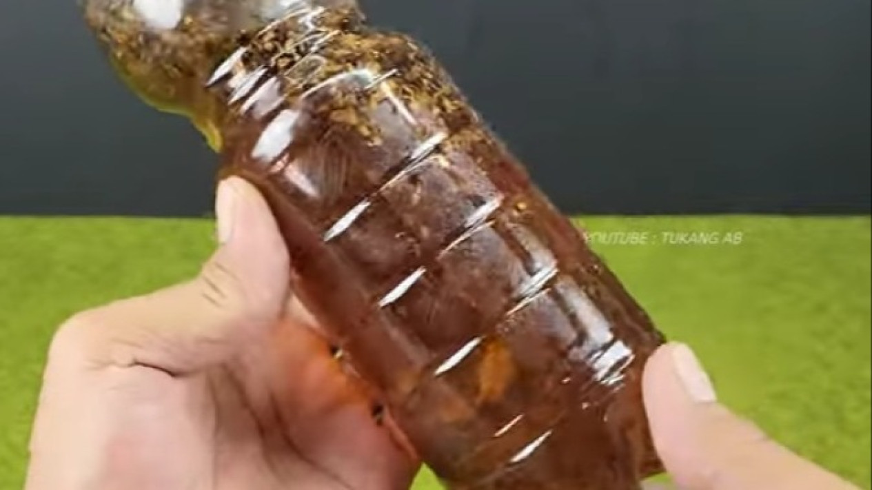 Foto Tanaman Diserang Kutu Putih? Cairan dari Tembakau Ini Wajib Dicoba ...