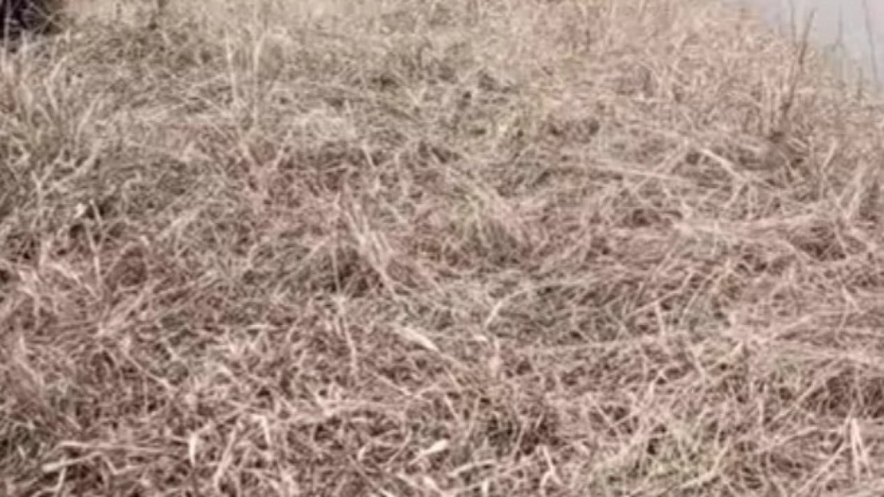 Foto Rumput Liar Auto Gosong, Cuma Tiga Bahan Disulap Jadi Herbisida ...