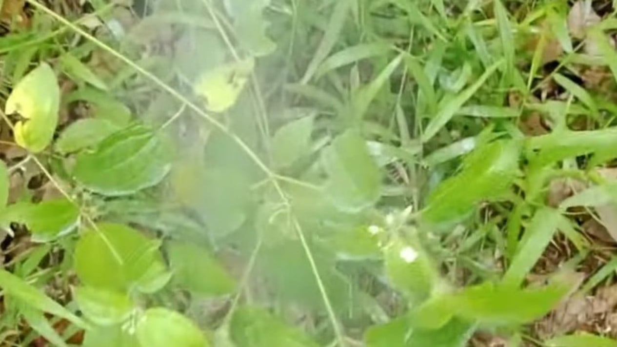 Foto Tanpa Menggunakan Pestisida, Inilah Cara Membasmi Rumput Liar Agar ...