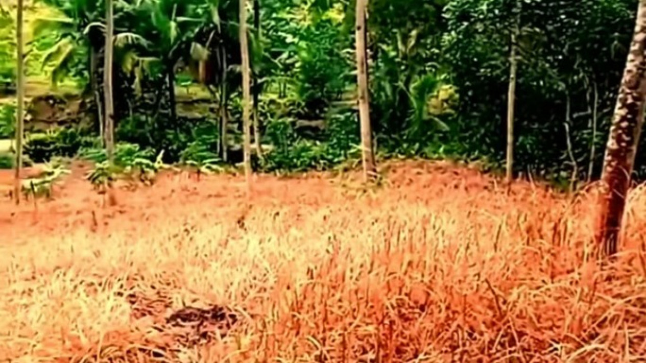 Foto Jangan Kaget! Rahasia Ampuh Basmi Berbagai Jenis Rumput Liar dalam ...