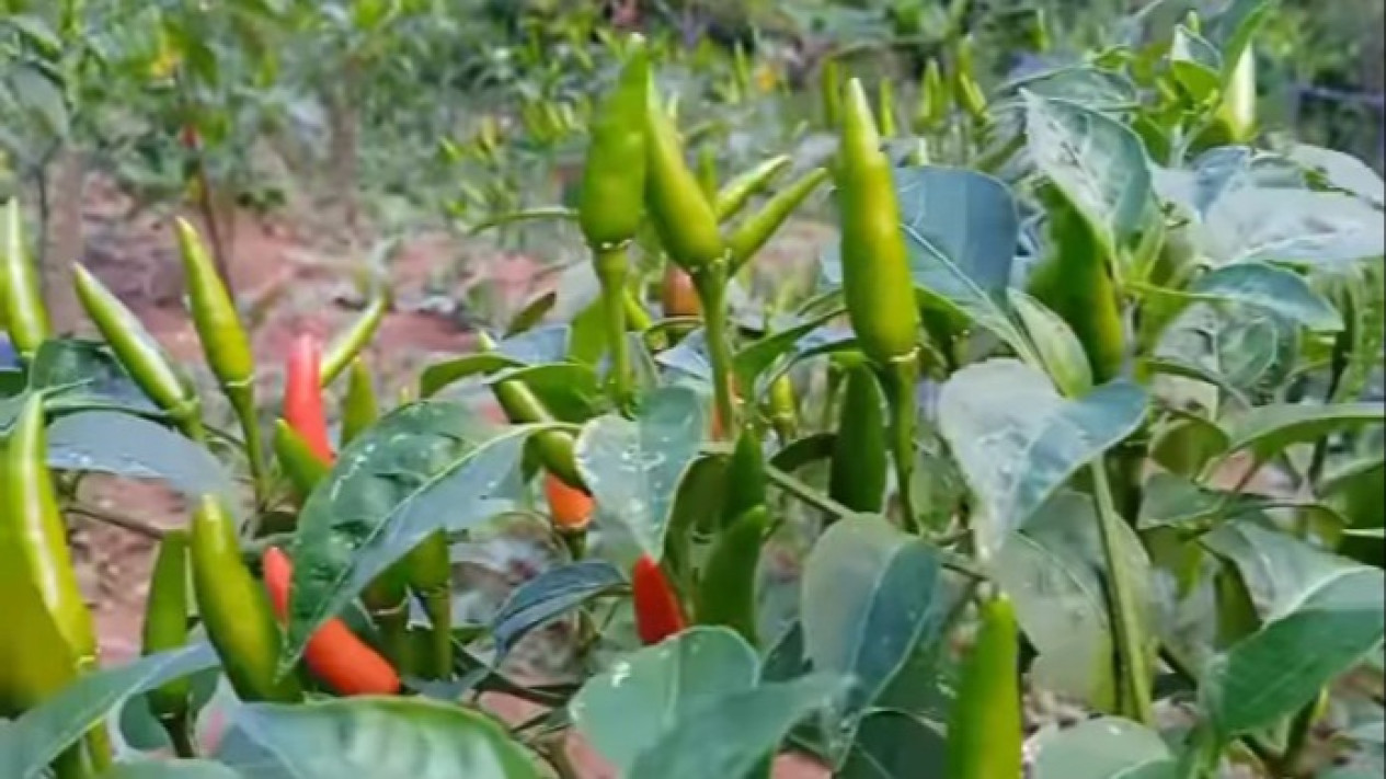 Foto Petani Cabai Wajib Tahu! Ini Rahasia Cabai Subur dan Berbuah Lebat ...