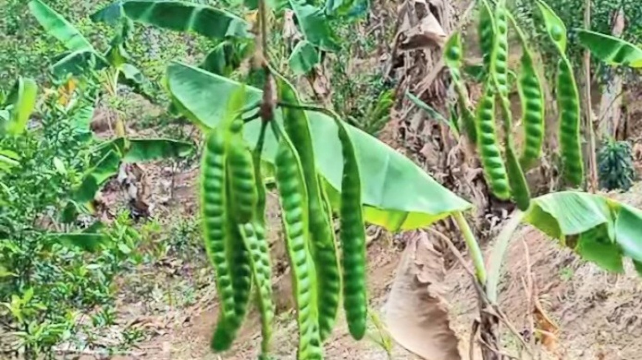 Foto Punya Pohon Pete Sulit Berbuah dan Bunga Sering Rontok? Coba Pakai ...