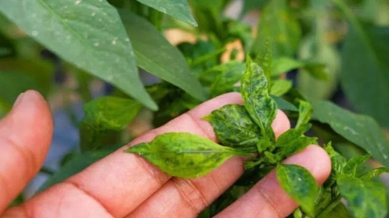 Foto Wajib Tahu! Cara Ampuh Atasi Keriting Daun Cabai dengan Pestisida ...