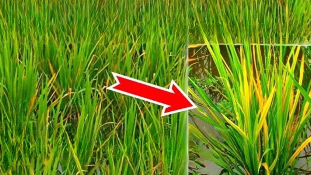 Foto Petani Wajib Coba! Daun Padi Kuning Gegara Jamur, Virus, dan ...