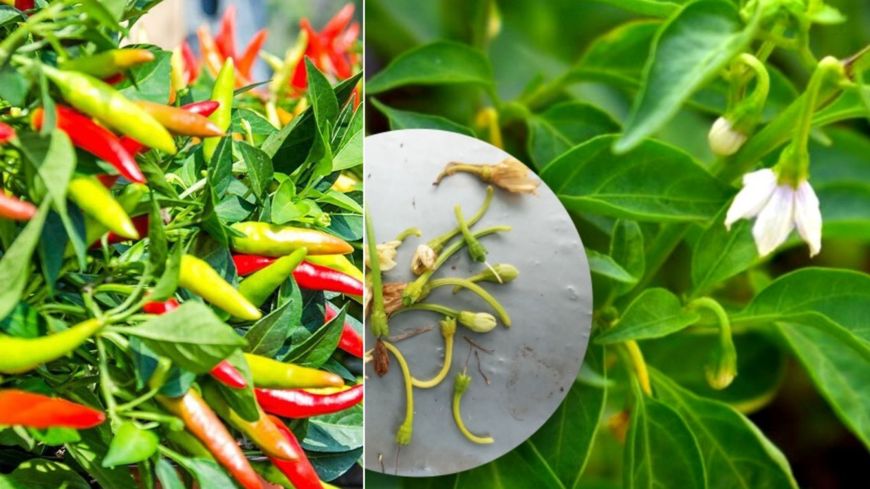 Foto Tips Agar Tanaman Cabai Sehat di Musim Hujan, Mudah Cukup Pakai 2 ...