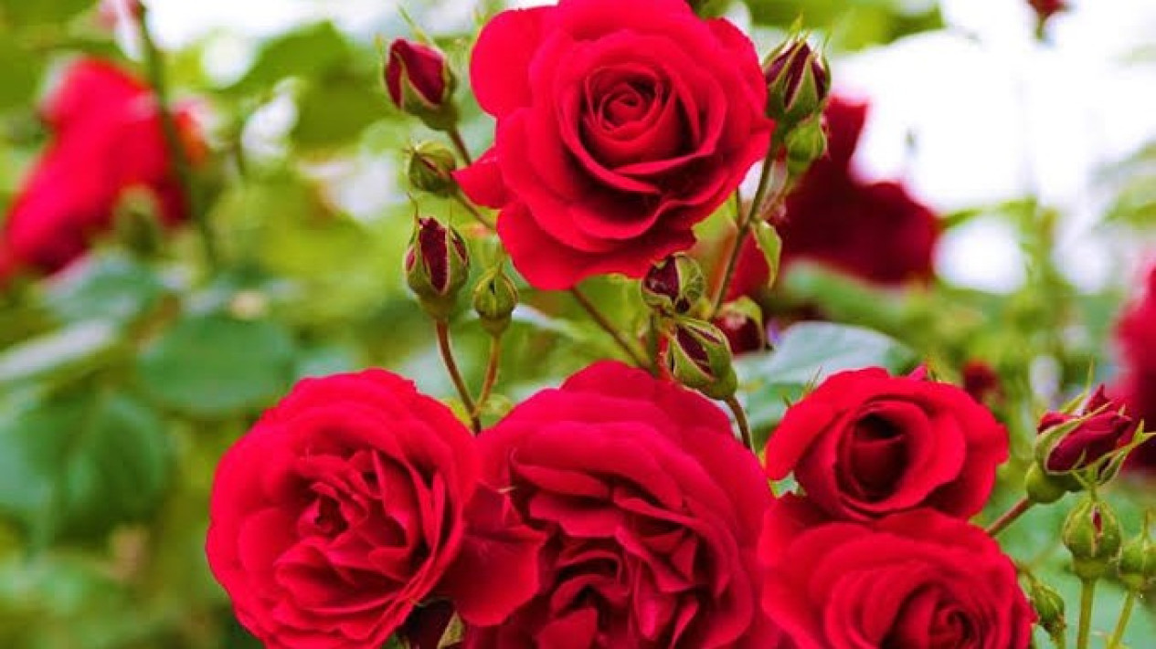 Foto Tips Agar Tanaman Mawar Berbunga Lebat, Depan Rumah Jadi Semakin Indah