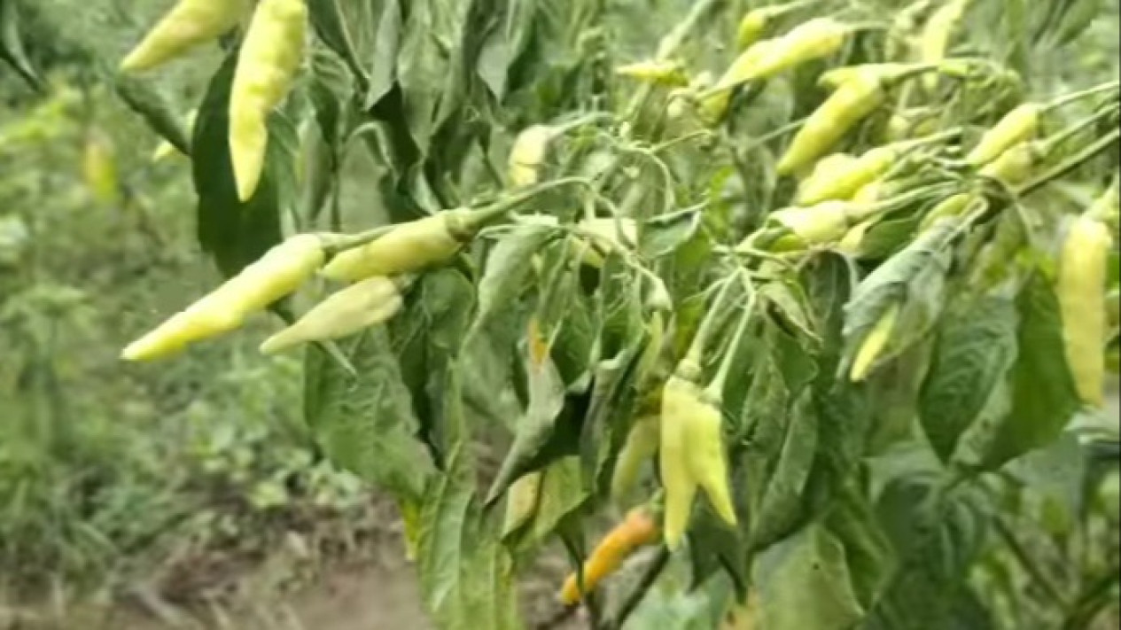 Foto Daun Cabe Layu Karena Hujan Deras? Coba Pakai Cara Ini, Modal Abu ...