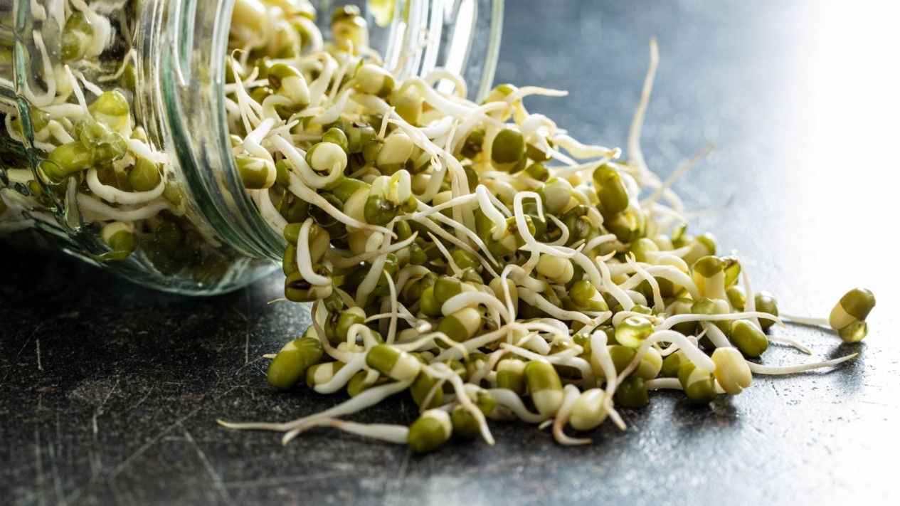 Foto Wow! Dari Segenggam Kacang Hijau Bisa Panen Tauge Melimpah, Cuma ...