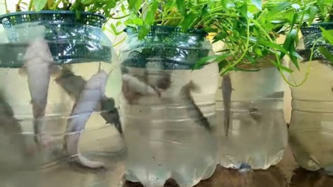 Budidaya Lele di Galon Bekas, Bisa Panen Sendiri dalam 3 Bulan!