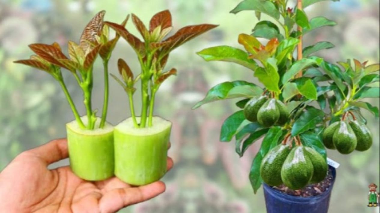 Foto Cara Jitu Stek Pohon Alpukat Agar Cepat Tumbuh, Subur dan Segera ...