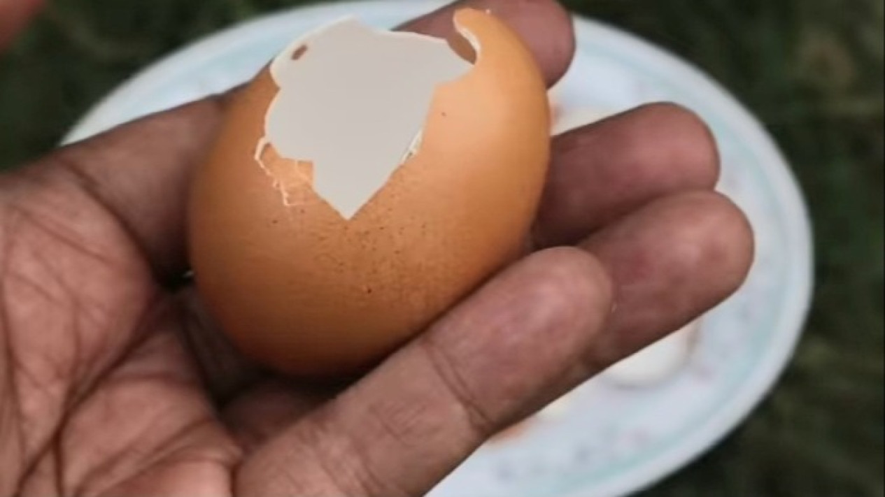 Foto Cara Simple Menggunakan Cangkang Telur Sebagai Pupuk Agar Mudah ...