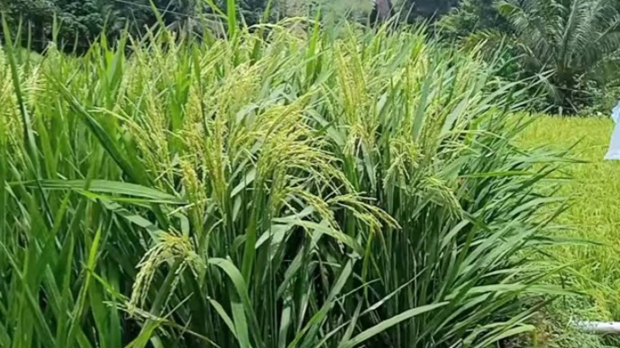 Foto Padi Jadi Berbuah Lebat dan Merata, Cuma Pakai Bahan Pupuk Semprot ...