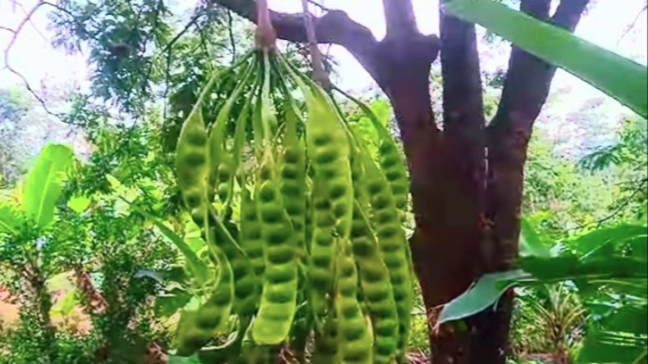 Foto Pasti Merinding, Tanaman Petai Mandul Bisa Berbuah Lebat dengan ...