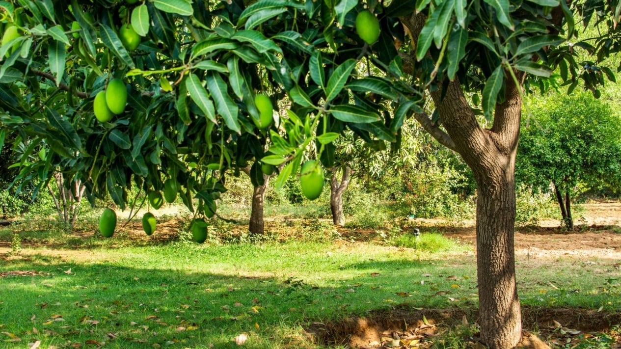 Foto Pohon Mangga Subur Tapi Gak Mau Berbuah? Ternyata Ini 3 Biang Keroknya yang Sering Diabaikan!
